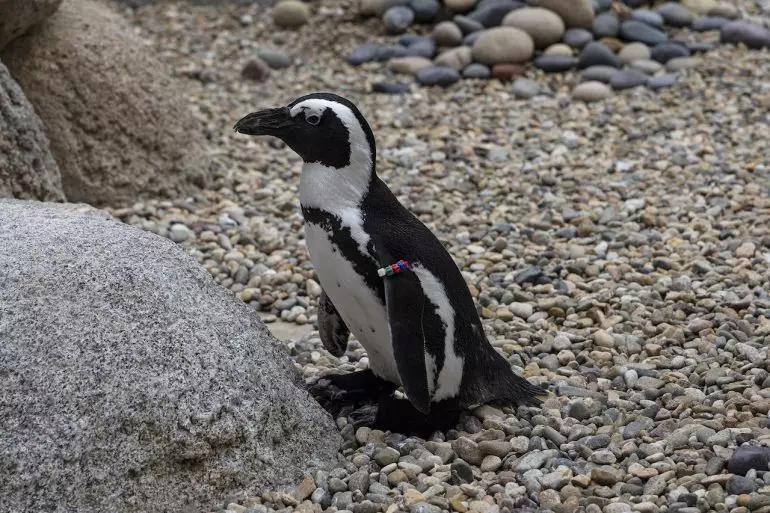 ダフィーペンギン