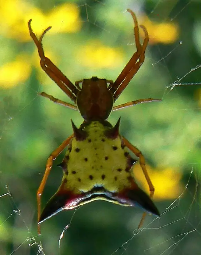 ობობა პიკაჩუ