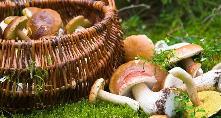 Éischt Staat Mushroom Fair zu Jalisco