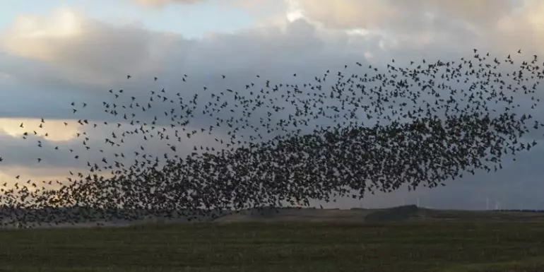 starlings starling birds