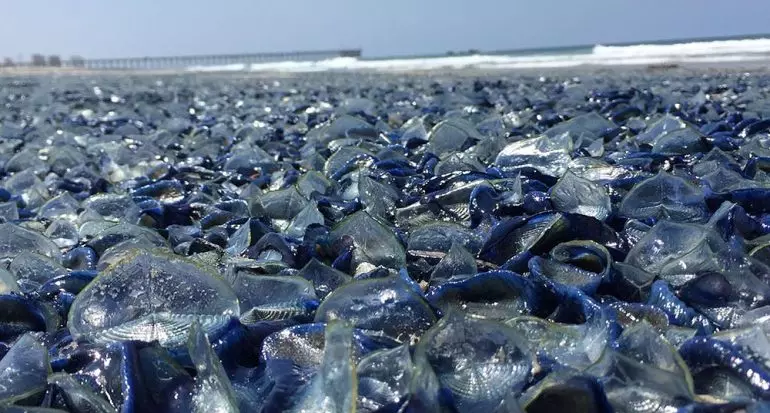Un fenomen natural a pictat o plajă în albastru Mexic