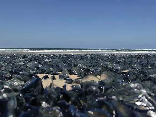 Un fenomen natural a pictat o plajă în albastru Mexic 11134_2