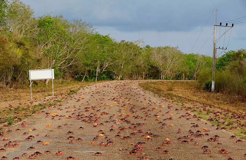 Perarakan Ketam 11206_4