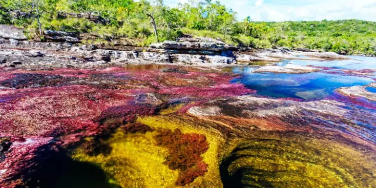 Caño Cristales smukkeste flod i verden Colombia