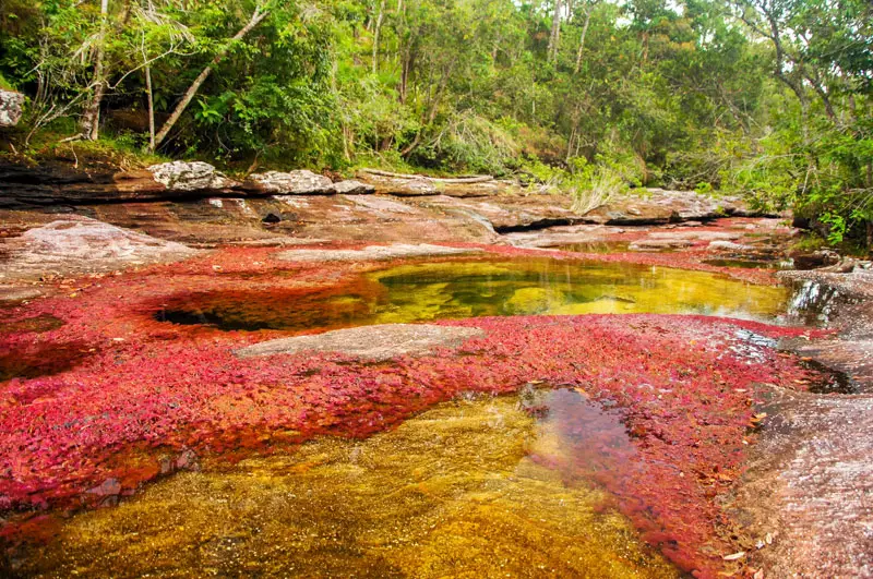 fallegasta á í heimi Kólumbía Caño Cristales