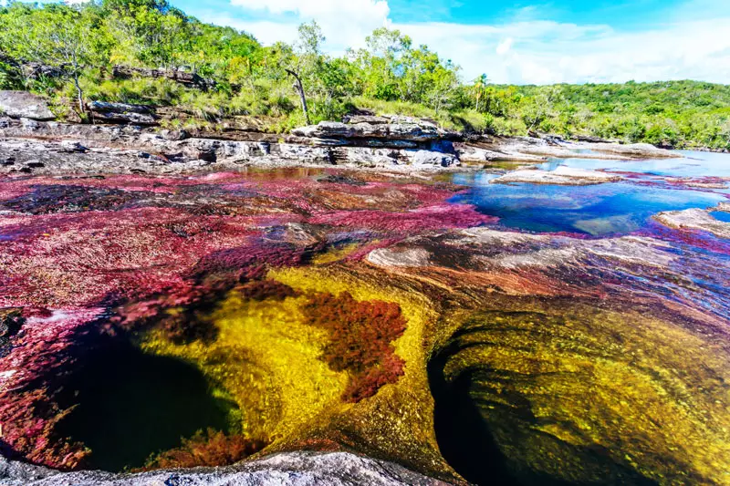 afon harddaf yn y byd Colombia Caño Cristales