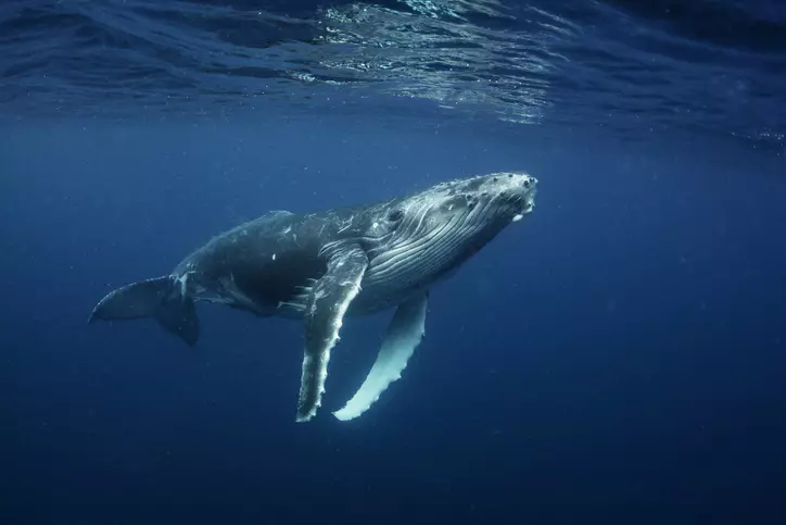 Wale verbrauchen Millioune vu Mikroplastik