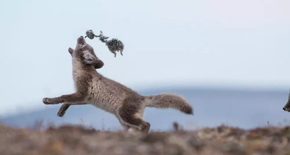 Djur med vinterpäls