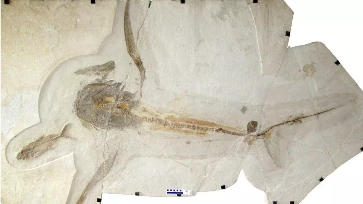 Ang fossil sa Eagle shark nadiskobrehan sa Mexico