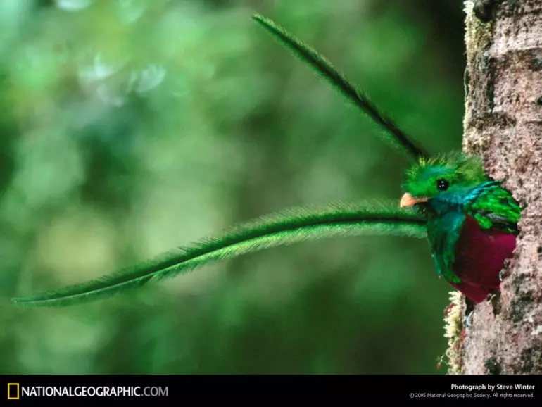 Un quetzal vén ao mundo