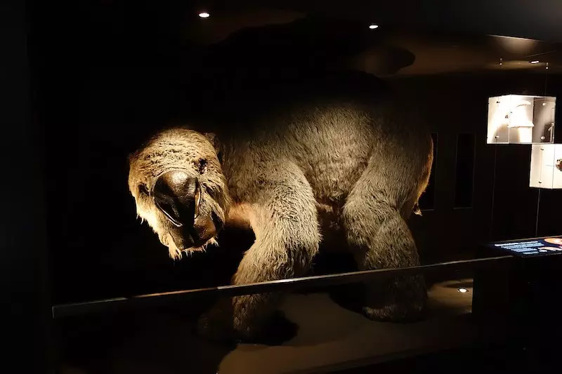 Diprotodon megafauna hAstráile