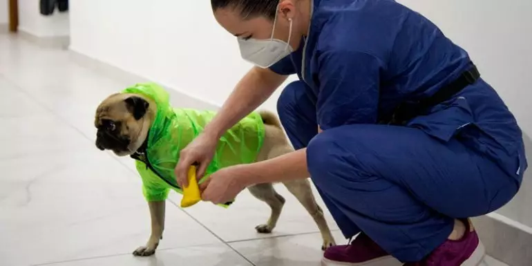 Pug Dog Harley Medical