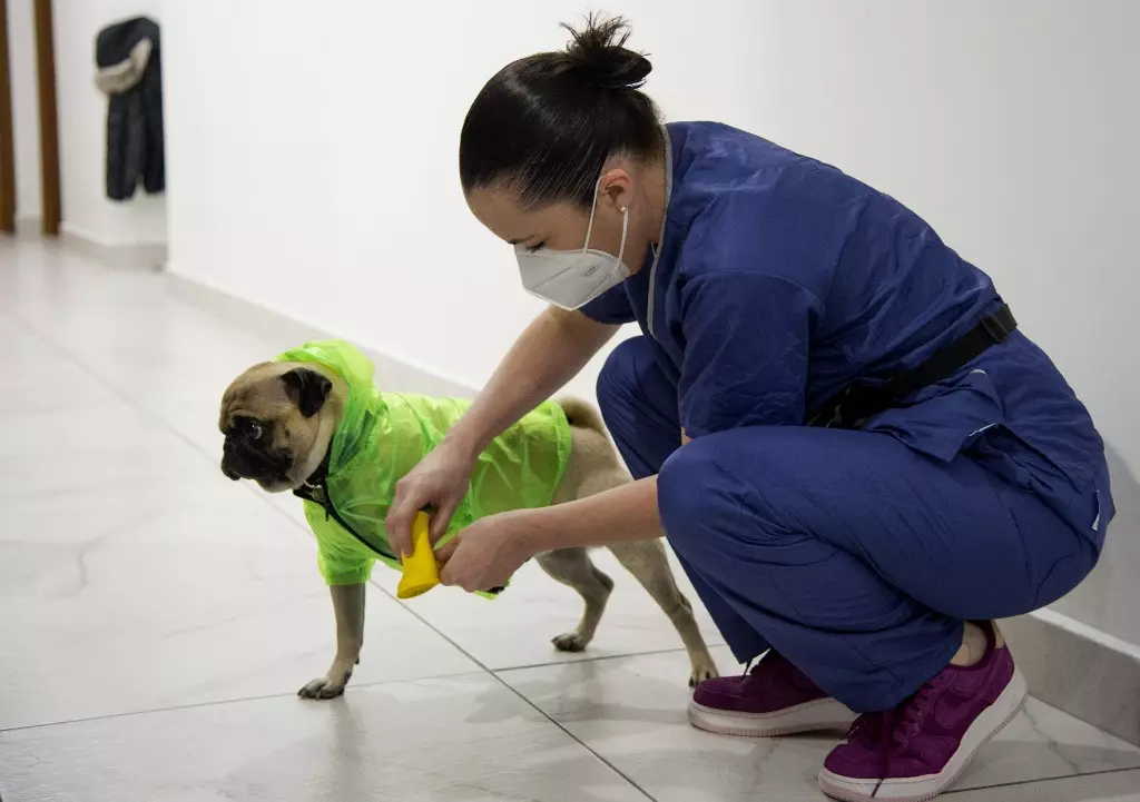 Pug Dog Harley Medical