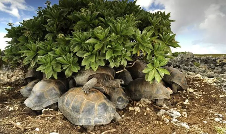 Lub tswv yim ntawm cov loj heev Aldabra tortoises