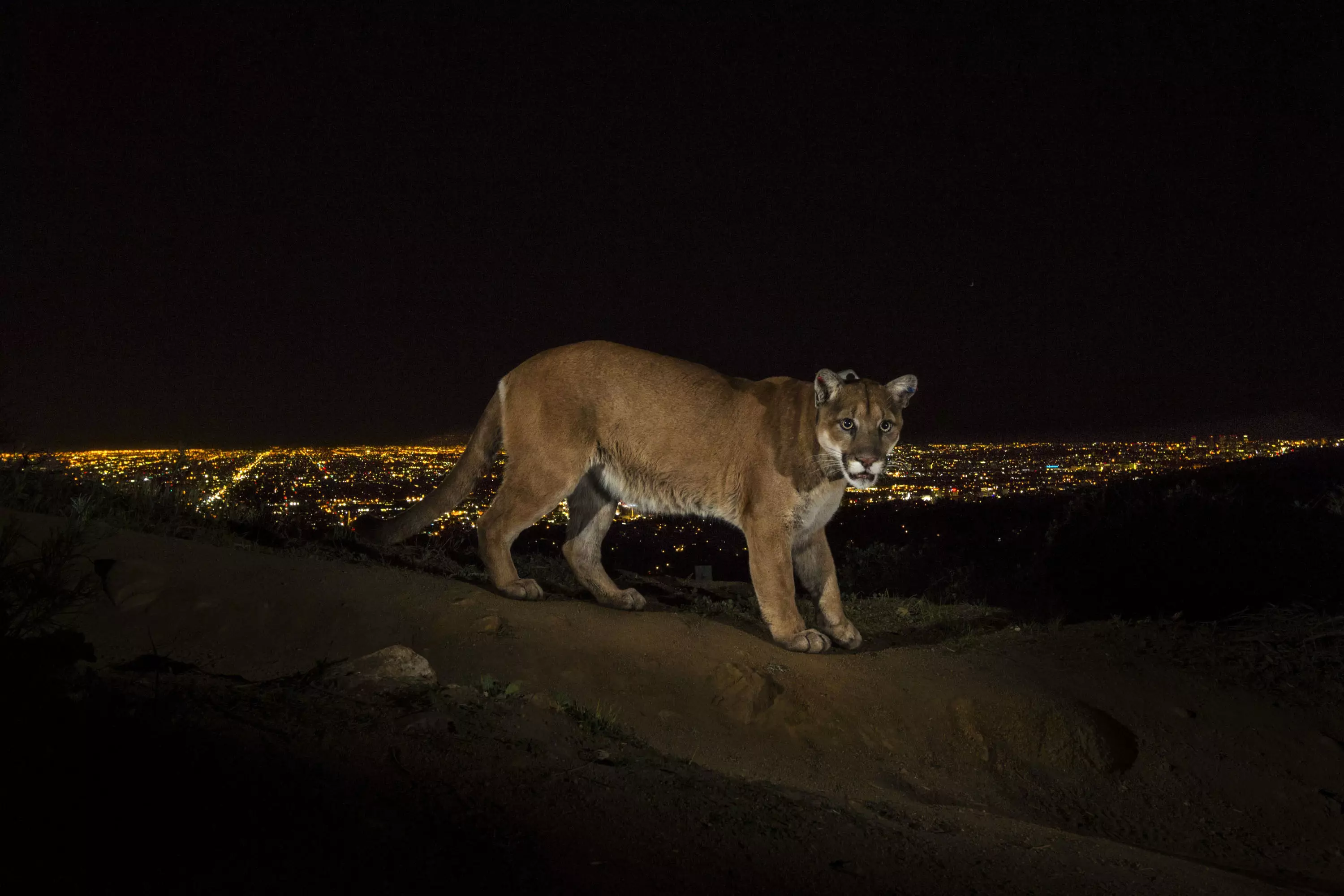 Sigurvegarar World Press Photo 2014 11621_4