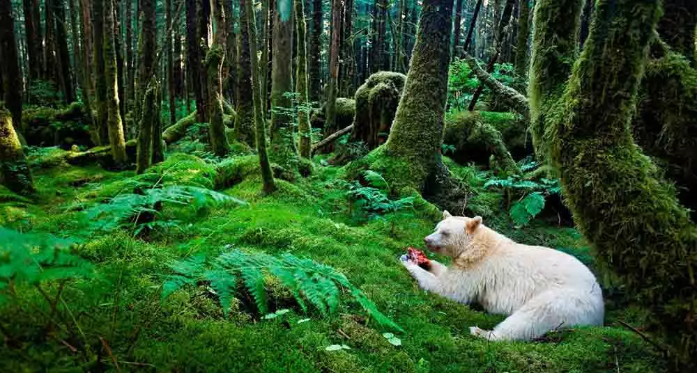 animaux exceptionnellement pâles