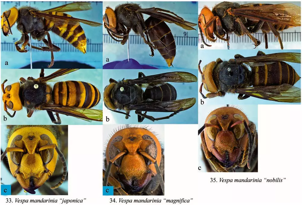 Mandaryns wesp Vespa mandarinia horings