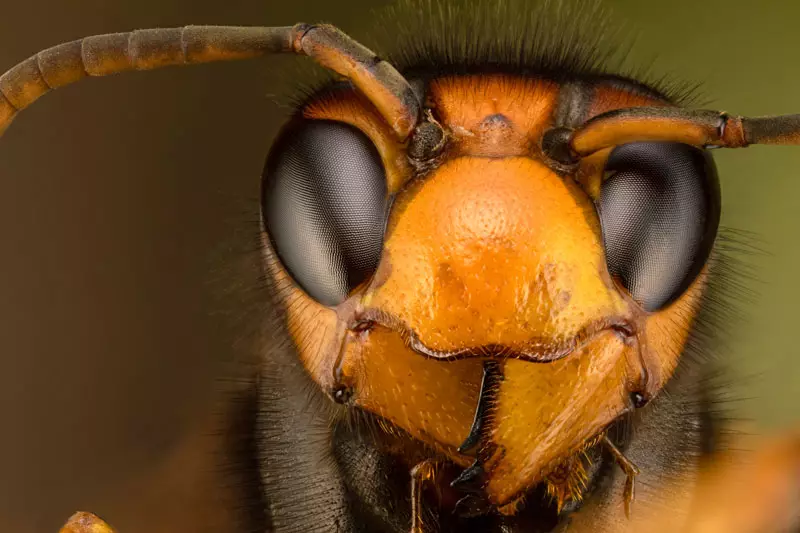 asian igihangange hornet yunze ubumwe leta mexico