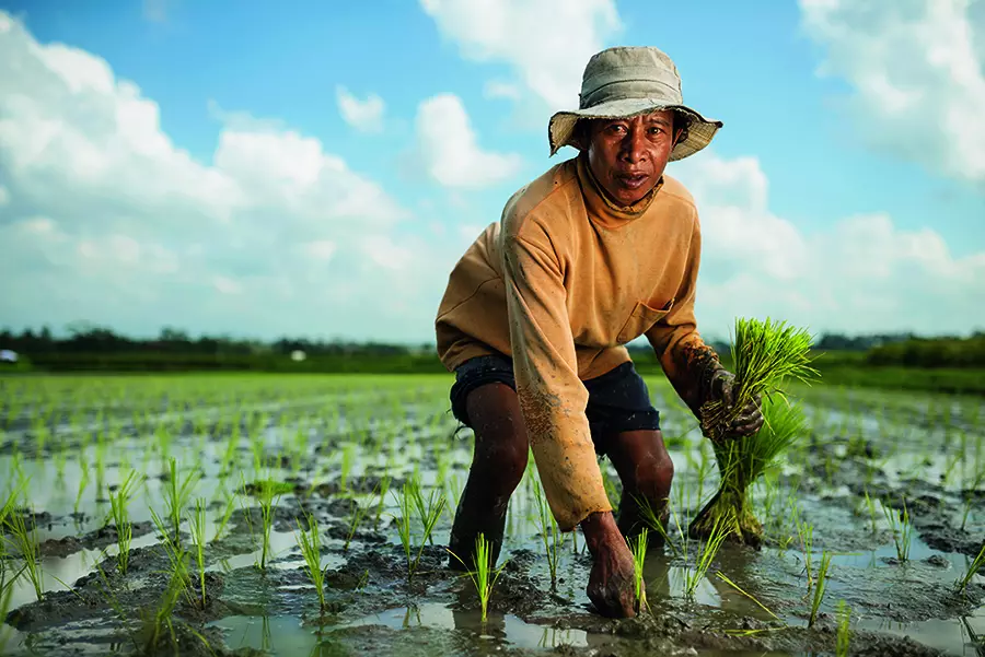 Galeria | Producció agrícola al món 11798_9