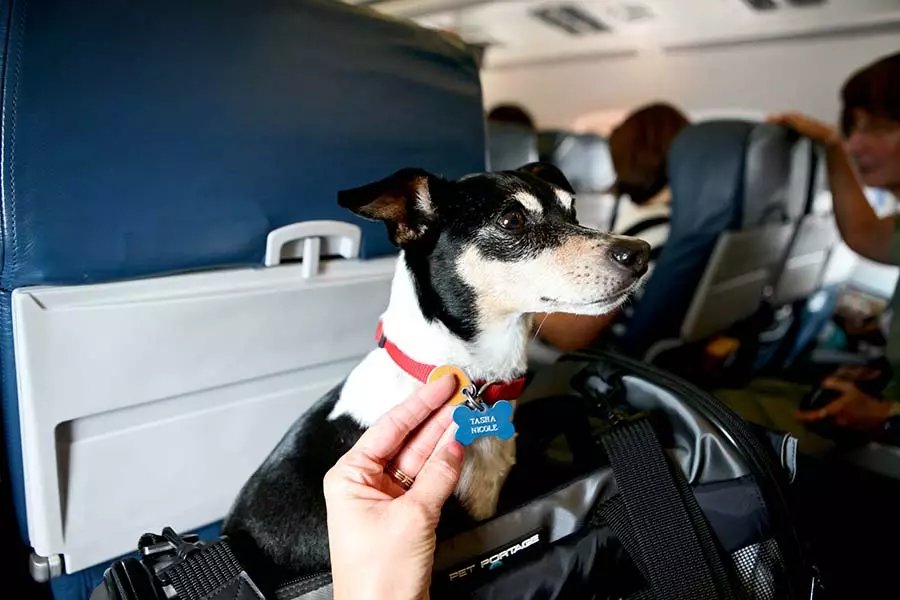 Seu animal de estimação agora pode ser um viajante frequente e ter descontos 11800_2