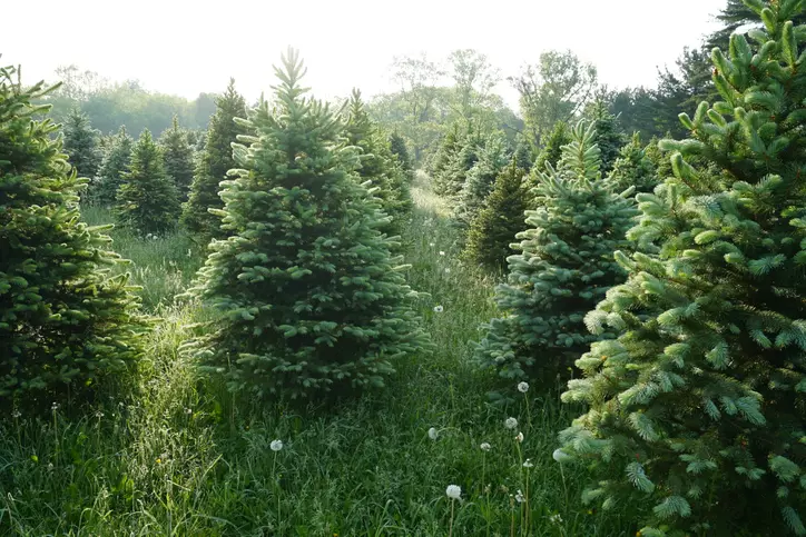 How does climate change affect Christmas trees?