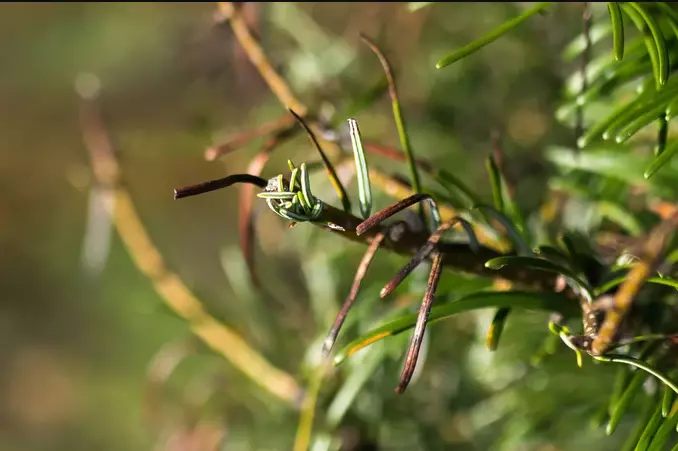 Comment le changement climatique affecte-t-il les arbres de Noël ? 11845_2