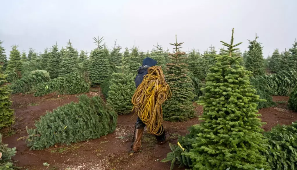 Les sapins de Noël et les dommages qu'ils subissent du changement climatique