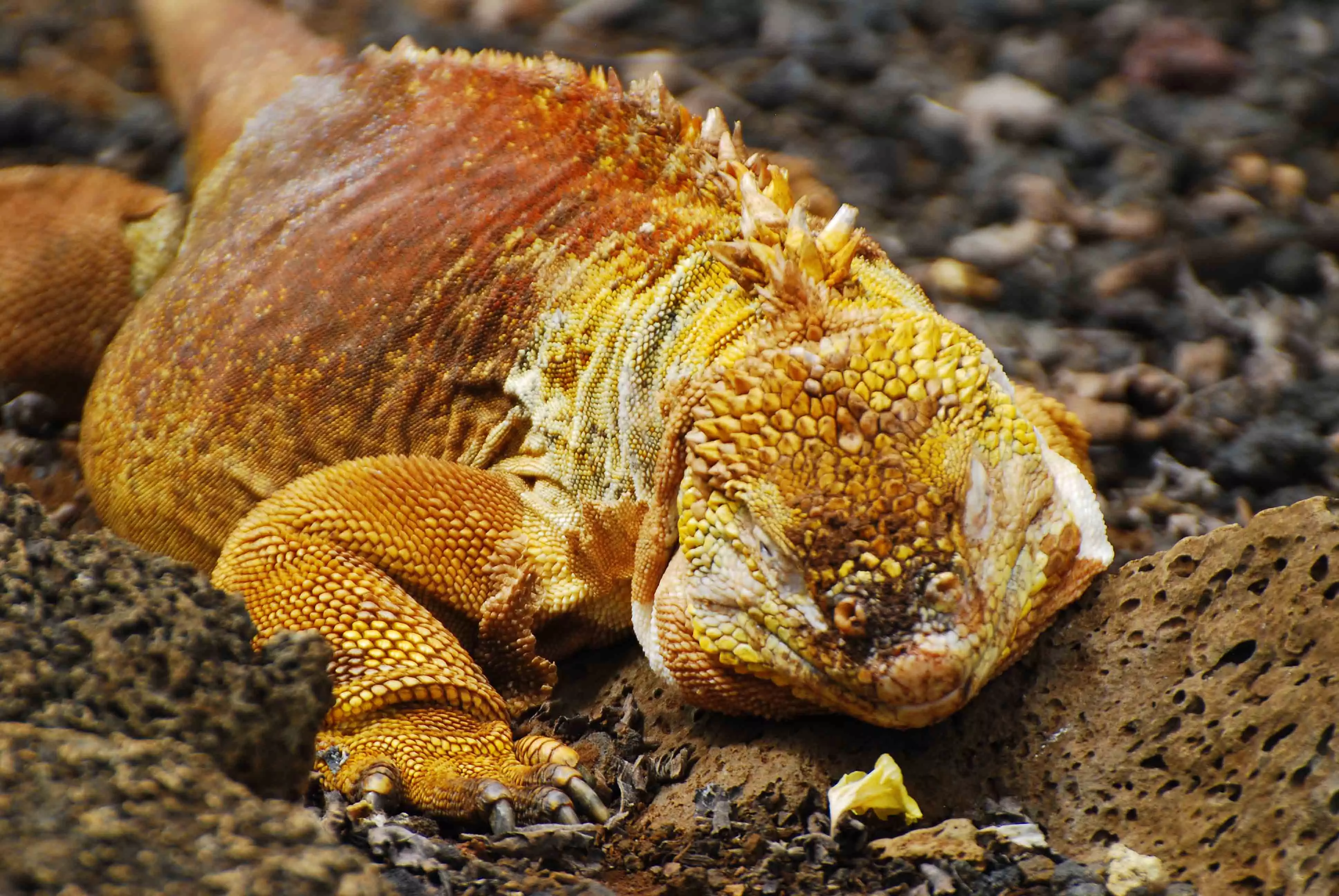 Galapagos, paradi zile anchanté yo