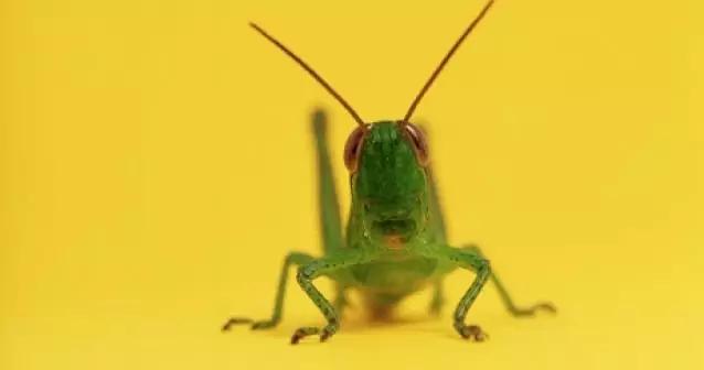 Grasshoppers le ba ilolupo eda abemi