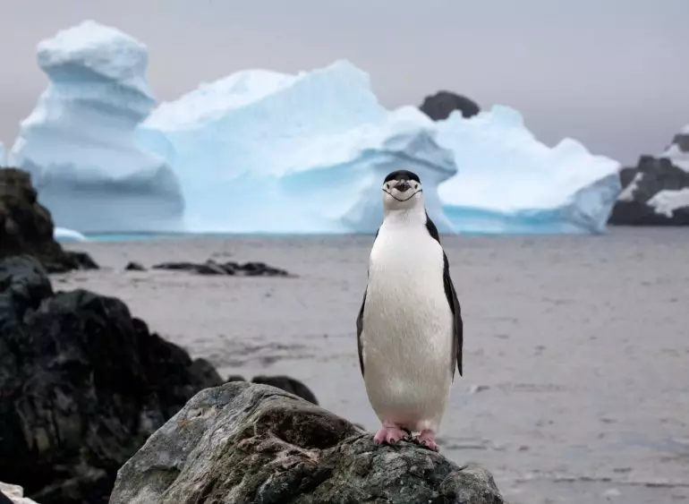 chinstrap penguins