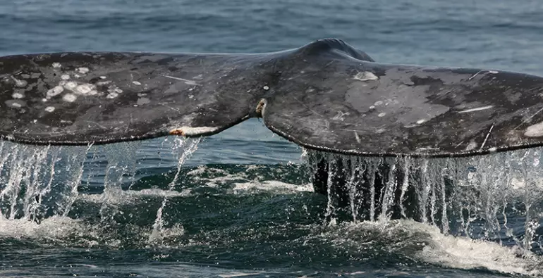 Chasse commerciale à la baleine au Japon