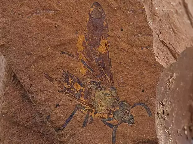 fossile di insetto trovato in australia