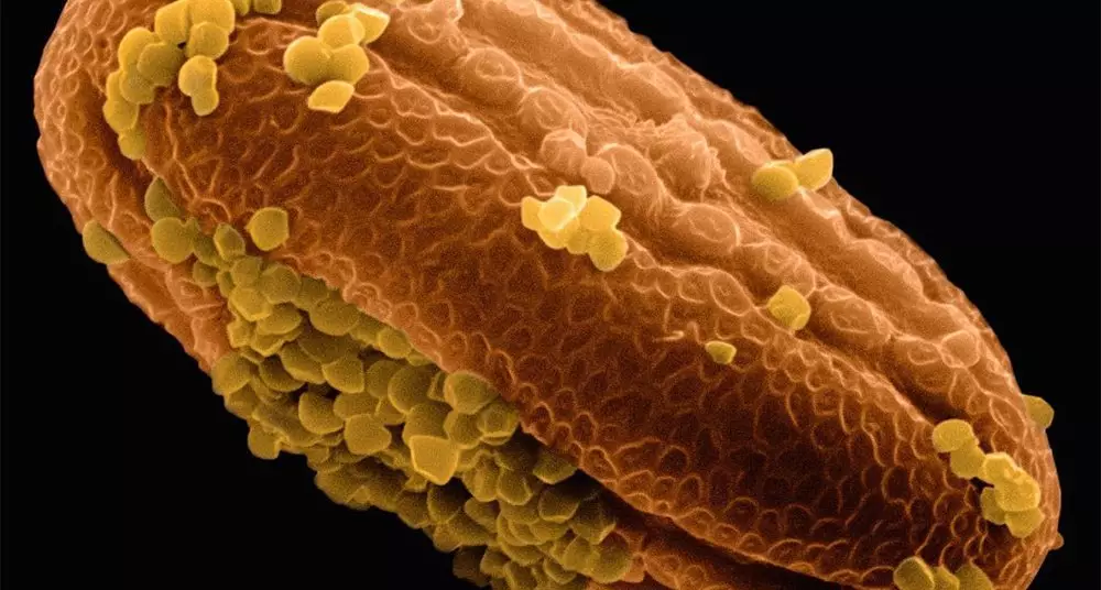 pollen spores