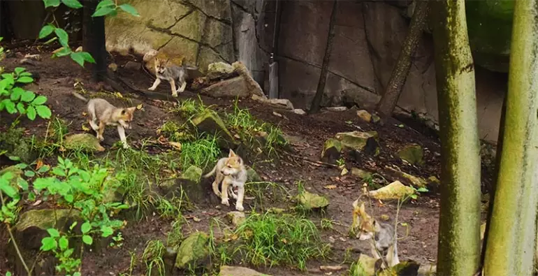 Ang mga lobo sa Mexico nga Chapultepec Zoo