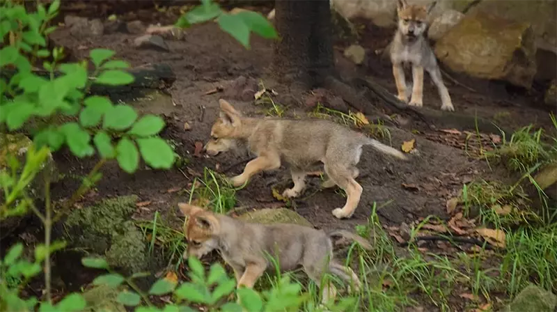 Mehiški volkovi v živalskem vrtu Chapultepec