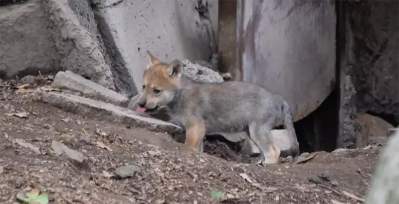 Mexican wolves Chapultepec Zoo