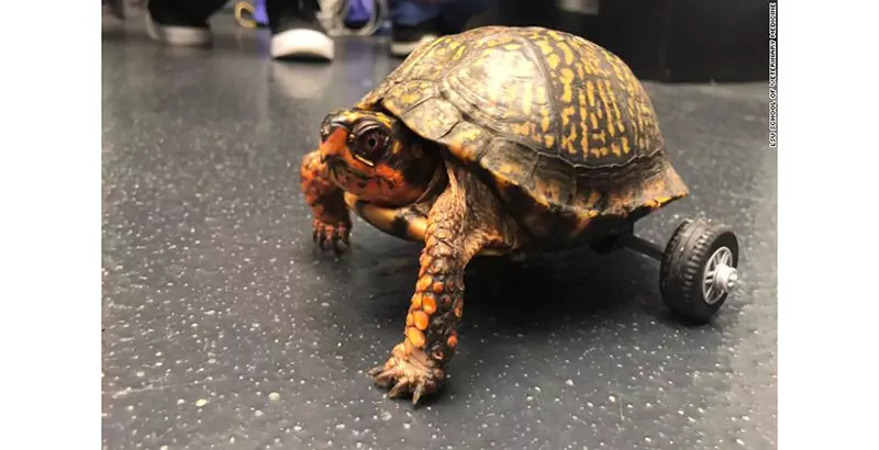 Pedro, the turtle that walks again thanks to LEGO pieces