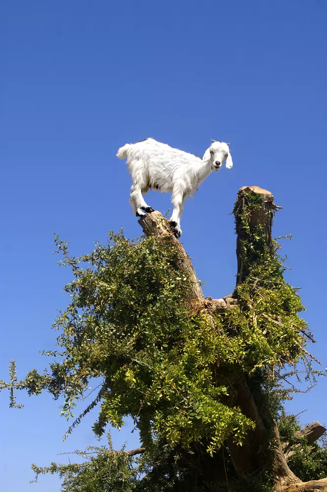 Árbores, refuxio para algúns animais 12871_8