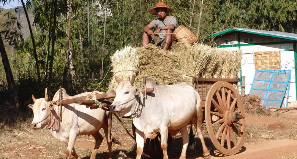 Myanmar'ın yüzen bahçelerine yürüyüş 12889_4