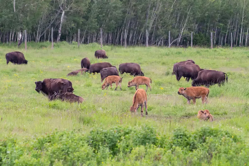 bison elk Island National Park