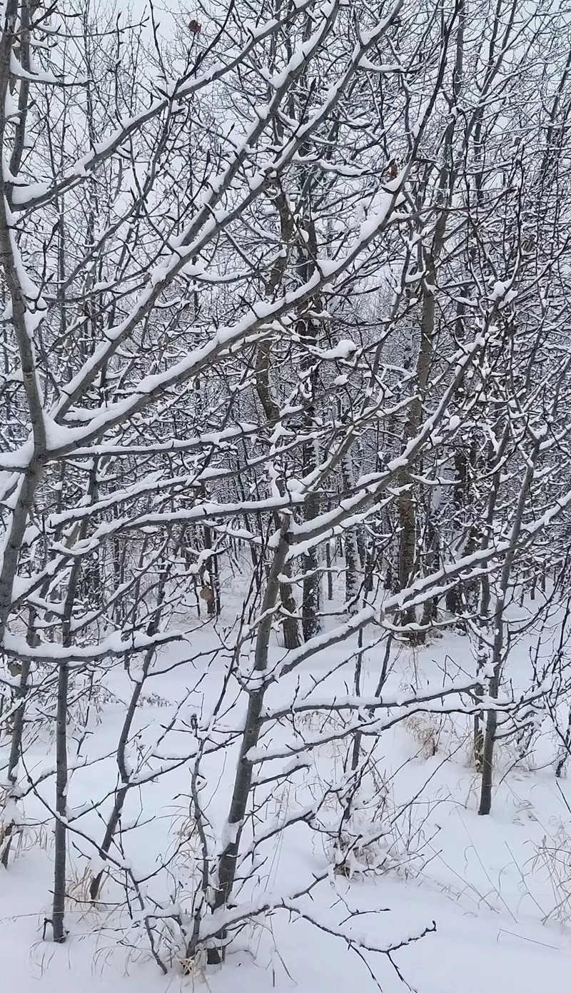 Snow Elk Island National Park