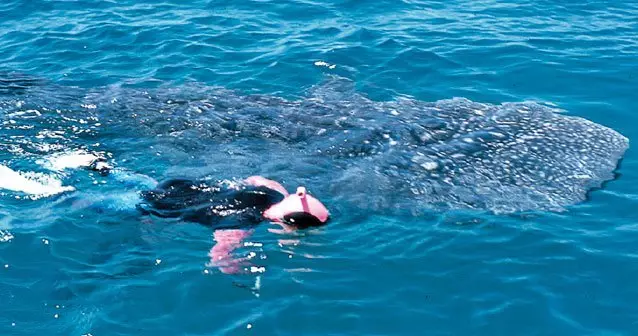 Sa tubig uban sa whale shark