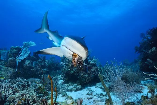 Galeri | bentang laut