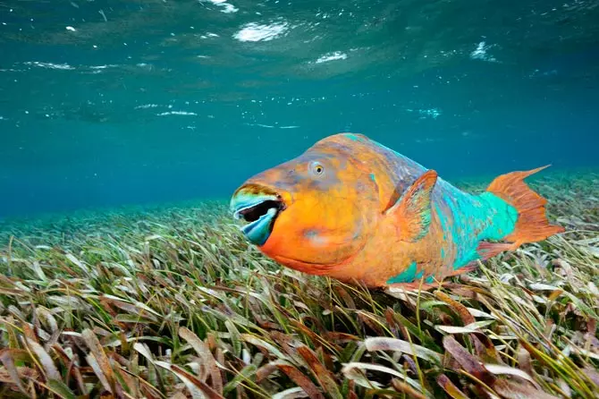 Galeri | bentang laut 13090_11