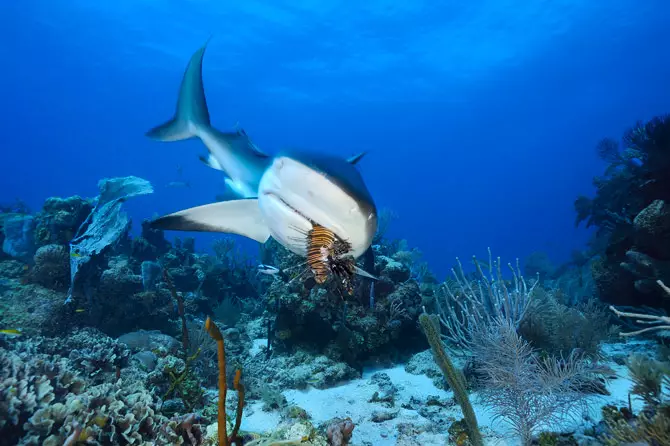 Galeri | bentang laut 13090_15