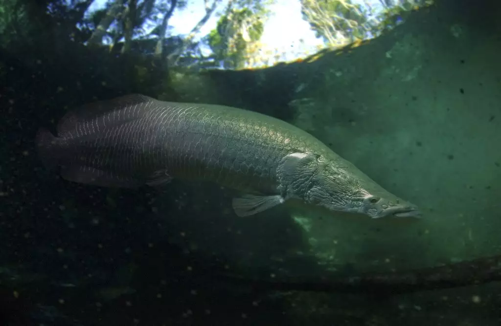 นี่คือ arapaima ปลาแม่น้ำที่ใหญ่ที่สุดในโลกที่อาศัยอยู่ในอเมซอน 13130_2