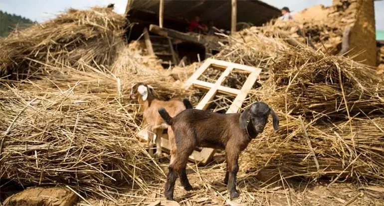 Überlebende Tiere in Nepal