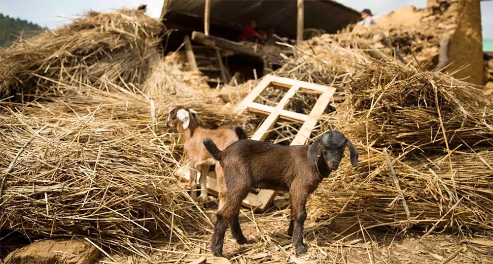 Überlebende Tiere in Nepal 13169_5