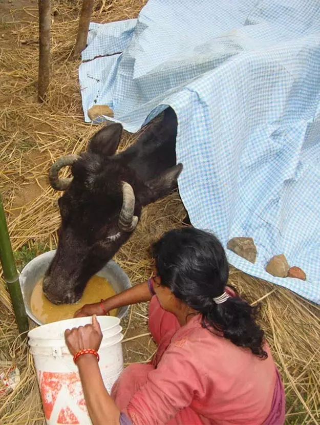 Überlebende Tiere in Nepal 13169_7