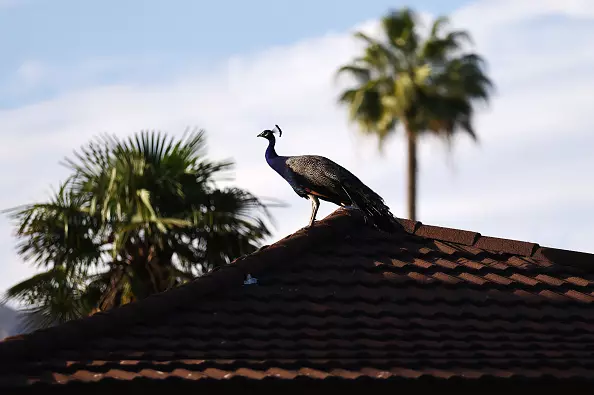 burung merak